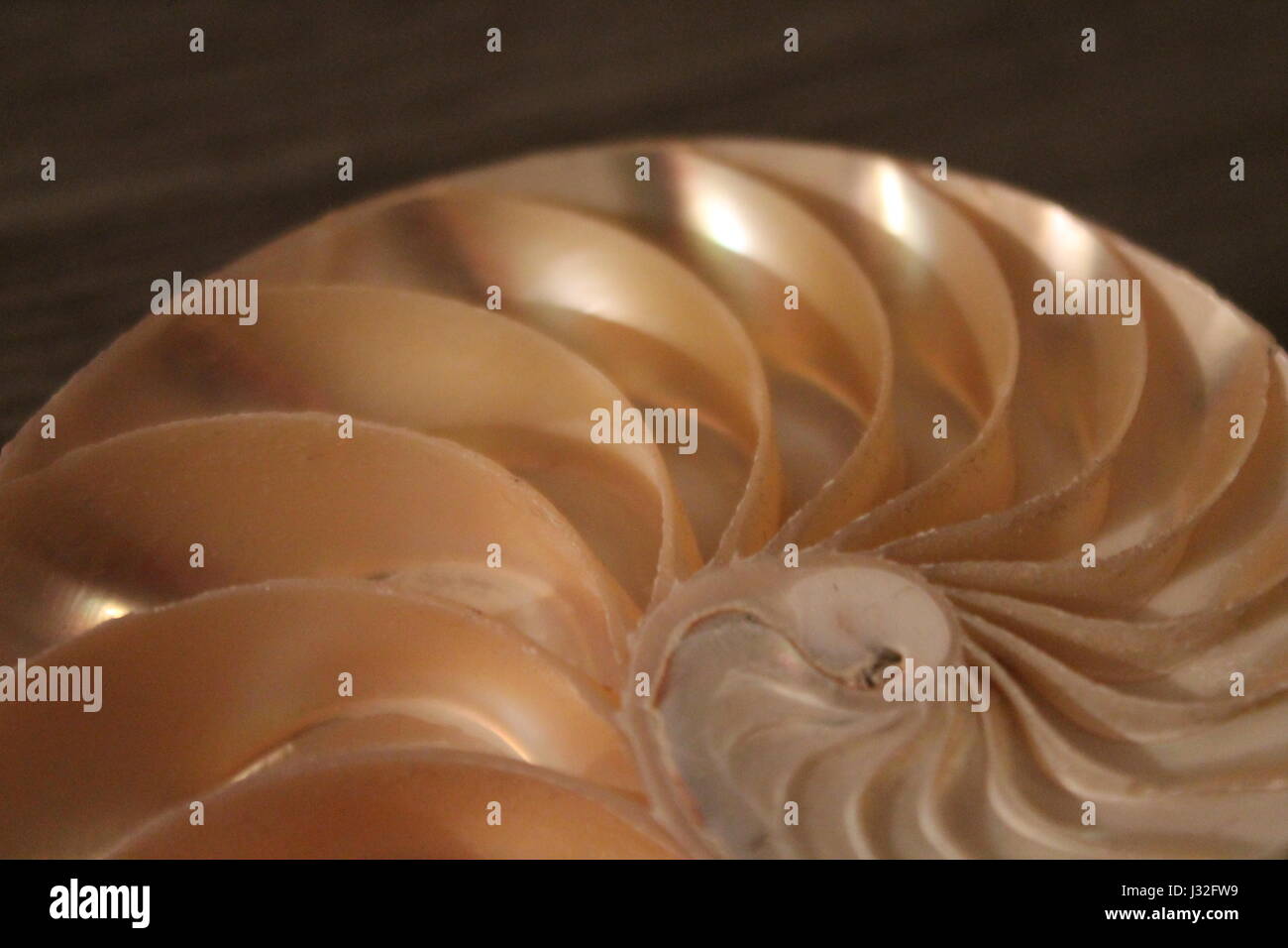 nautilus shell symmetry Fibonacci half cross section spiral golden ...