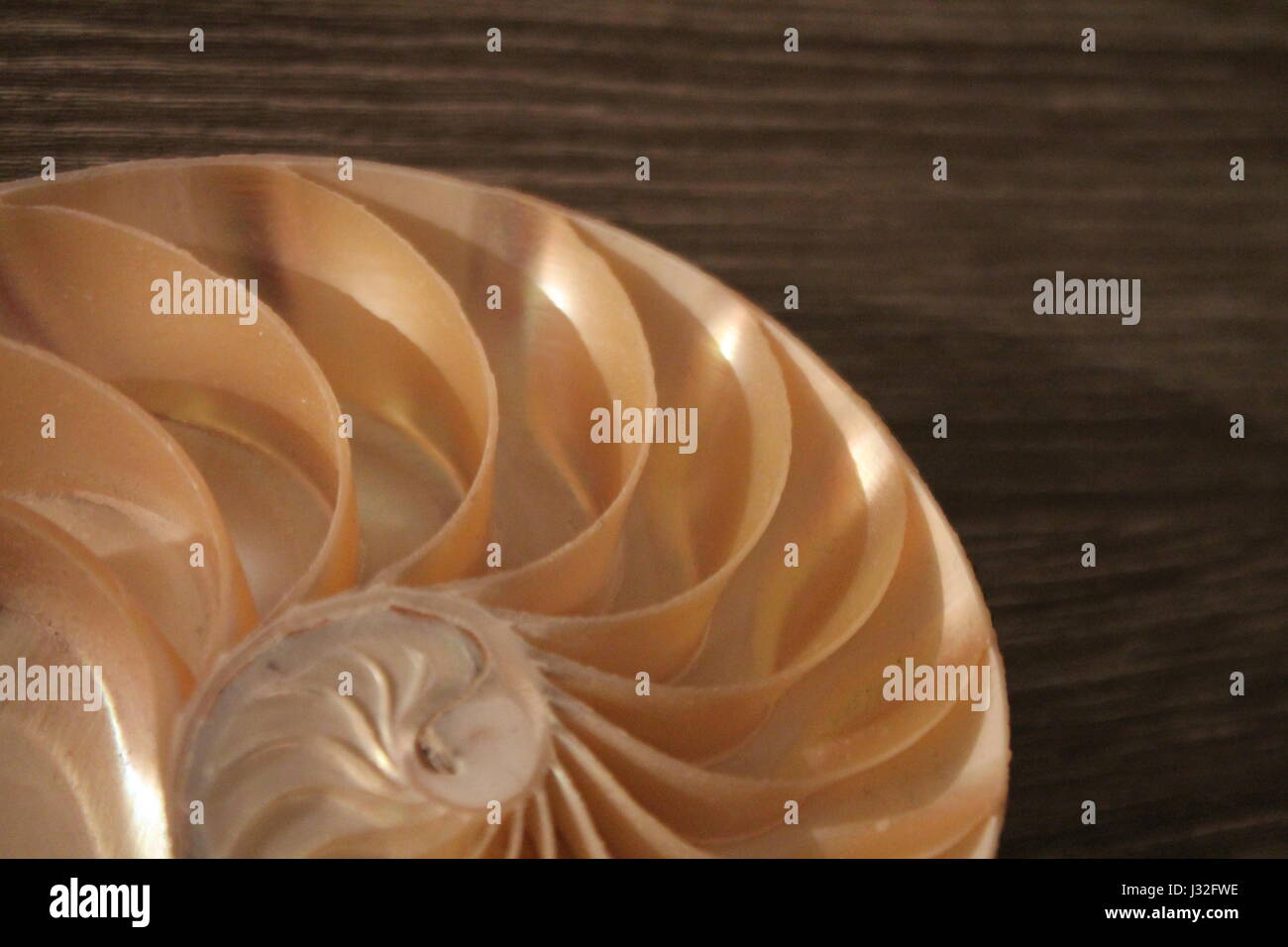 Cross snail shell section hi-res stock photography and images - Alamy