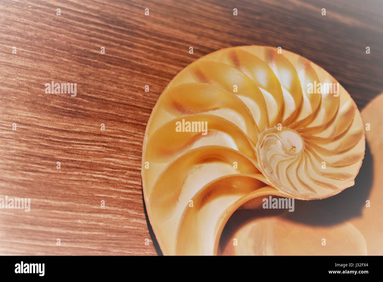 nautilus shell symmetry Fibonacci half cross section spiral golden ...