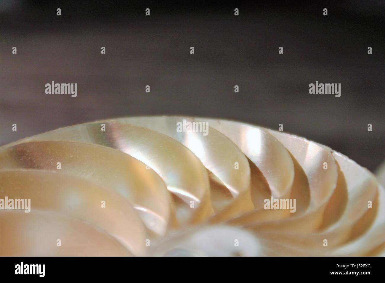 nautilus shell symmetry Fibonacci half cross section spiral golden ...