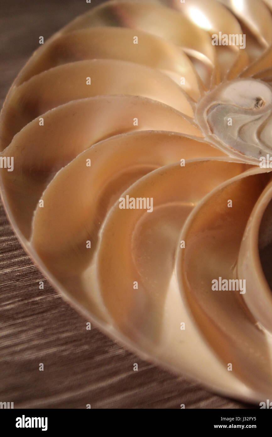Back Lit Snail Shell High Resolution Stock Photography and Images - Alamy