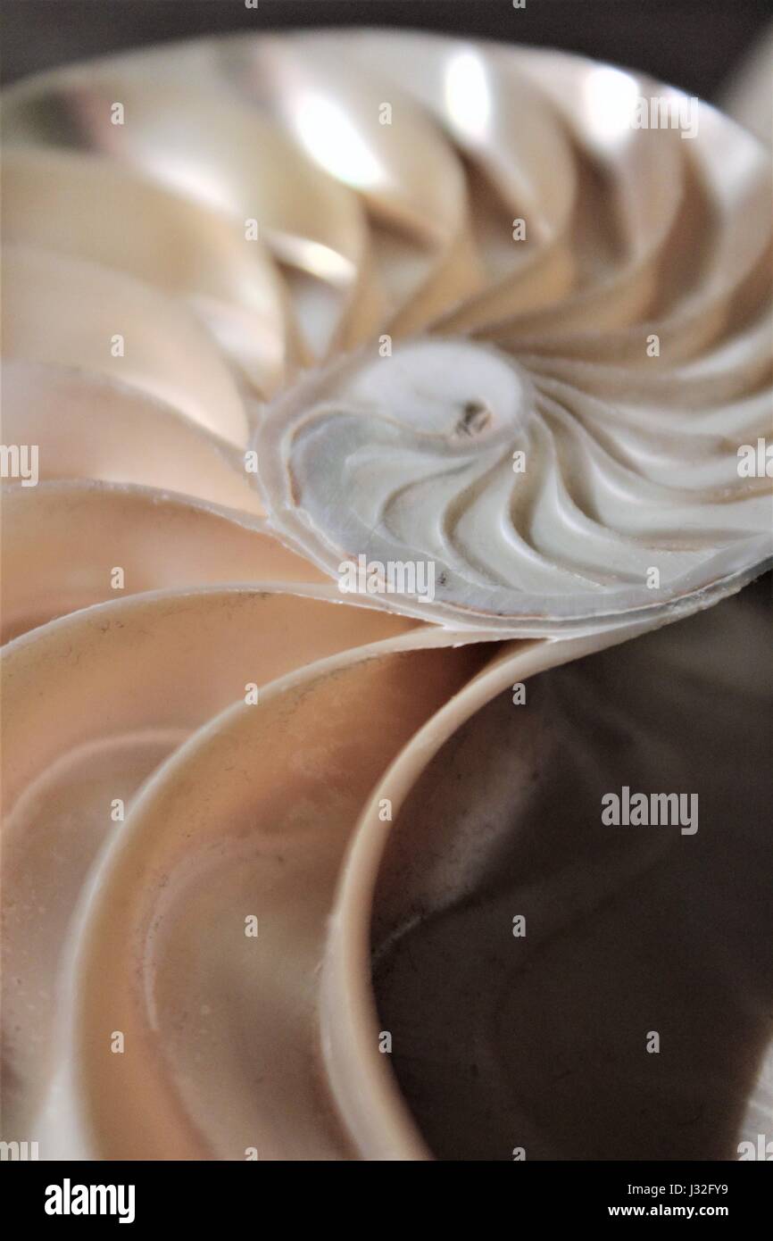Back lit snail shell hi-res stock photography and images - Alamy