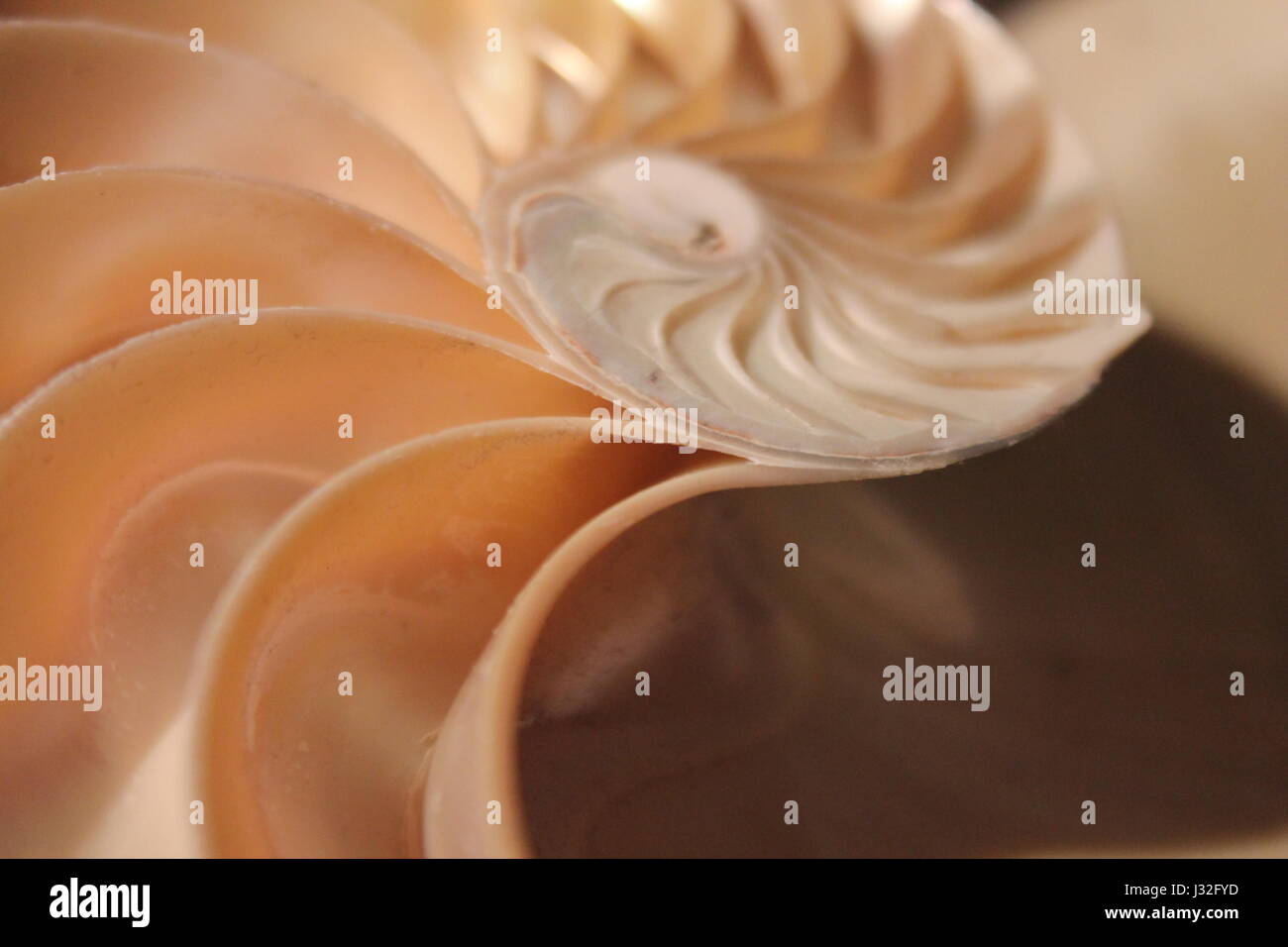 Snail shell cross section hi-res stock photography and images - Alamy