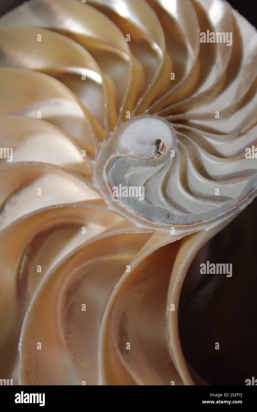 Cross snail shell section hi-res stock photography and images - Alamy