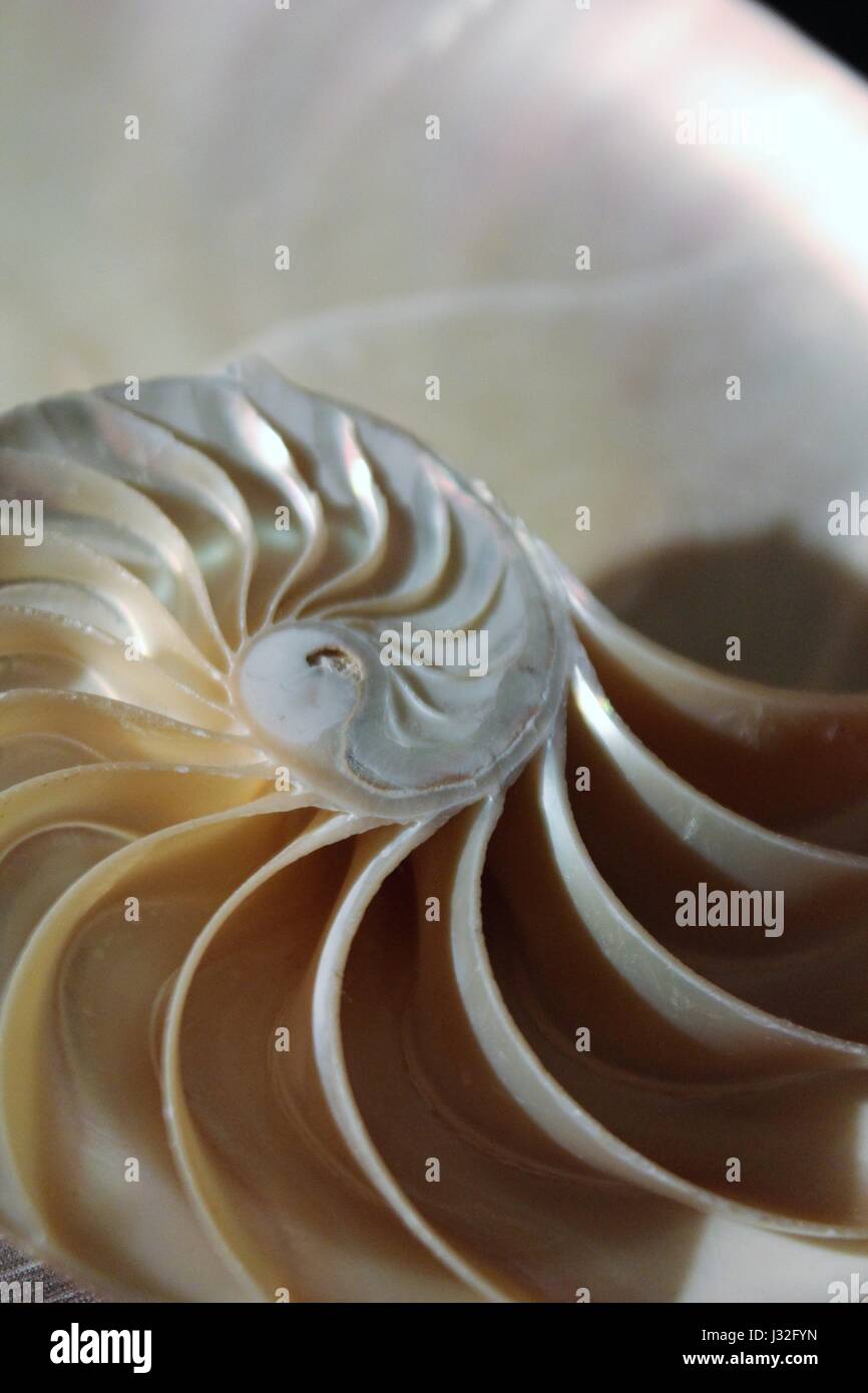 shell nautilus Fibonacci section spiral pearl symmetry half cross ...