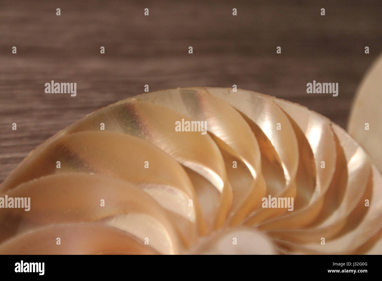 Back lit snail shell hi-res stock photography and images - Alamy
