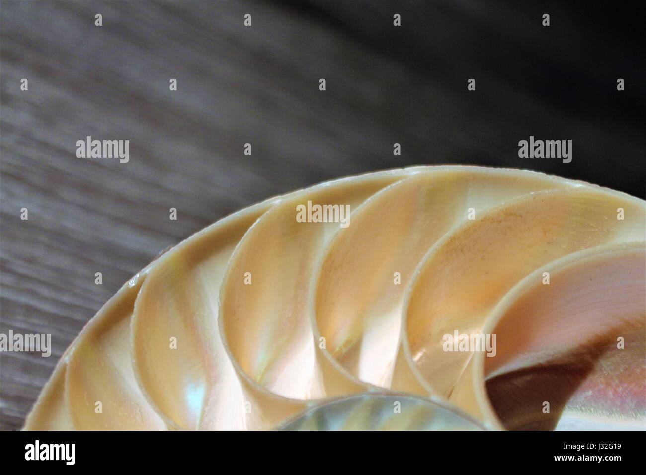 Cross snail shell section hi-res stock photography and images - Alamy