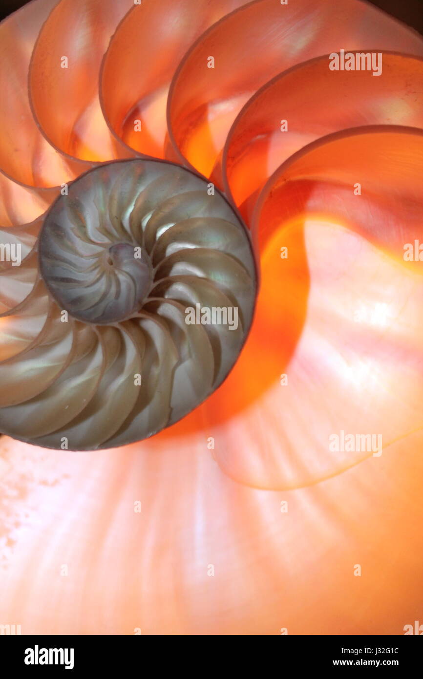 nautilus shell symmetry Fibonacci half cross section spiral golden ...