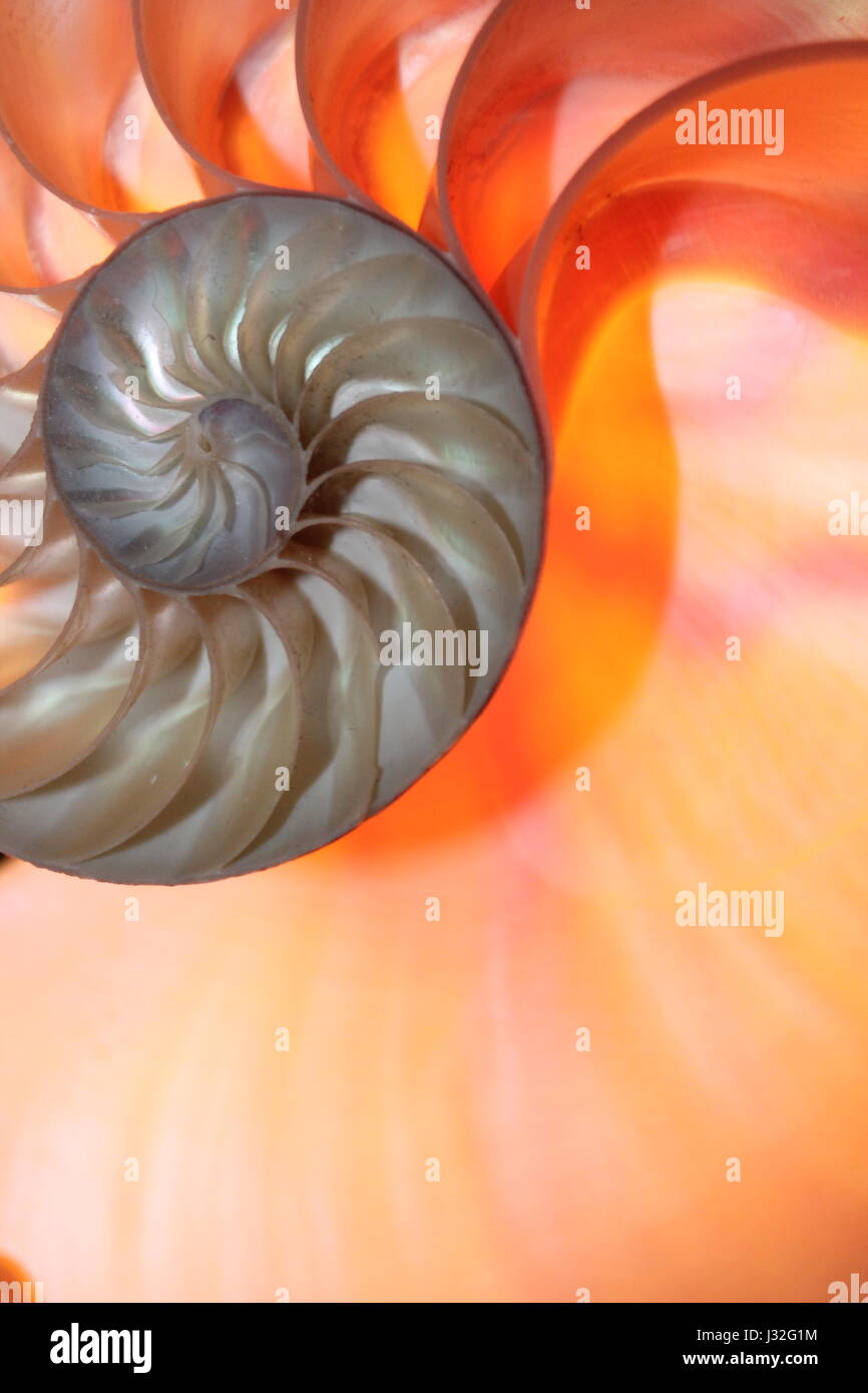 shell nautilus Fibonacci section spiral pearl symmetry half cross ...