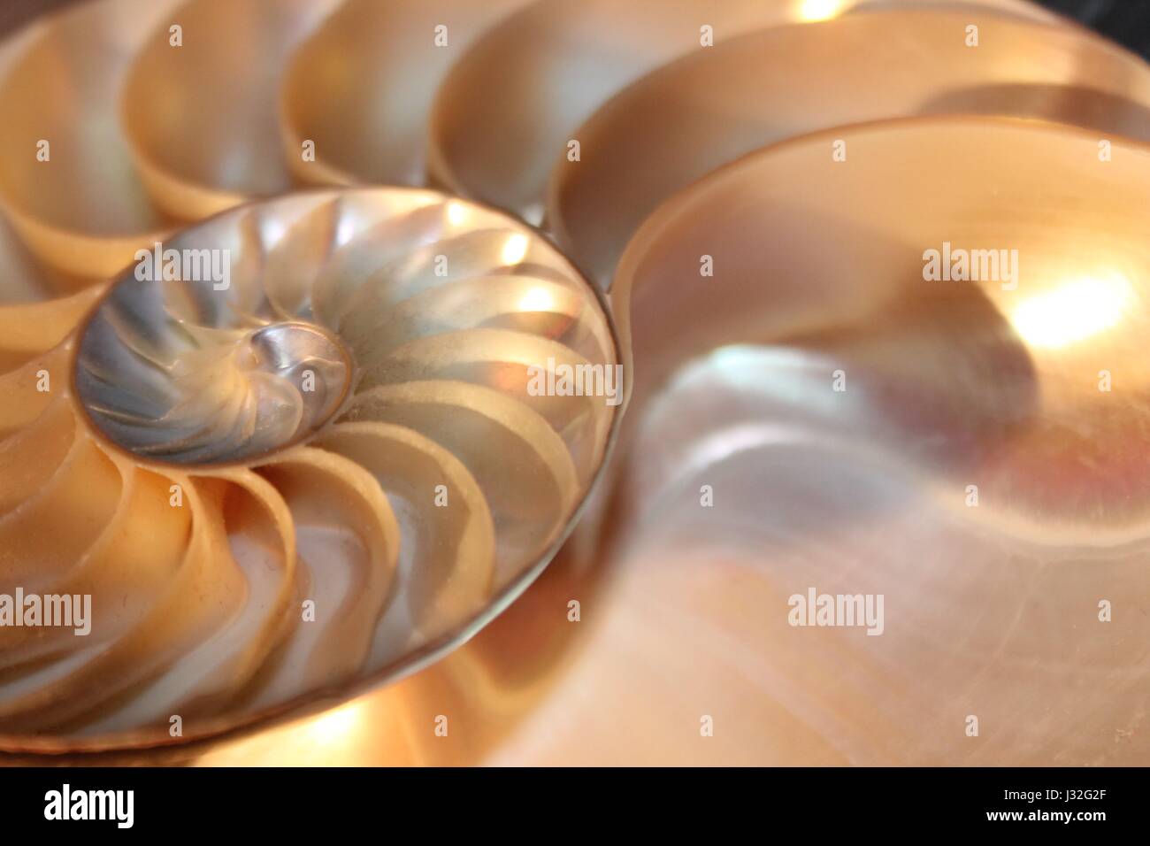 nautilus shell symmetry Fibonacci half cross section spiral golden ratio structure growth close ...