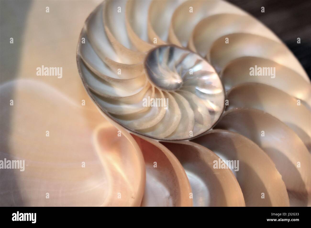 nautilus shell symmetry Fibonacci half cross section spiral golden ...