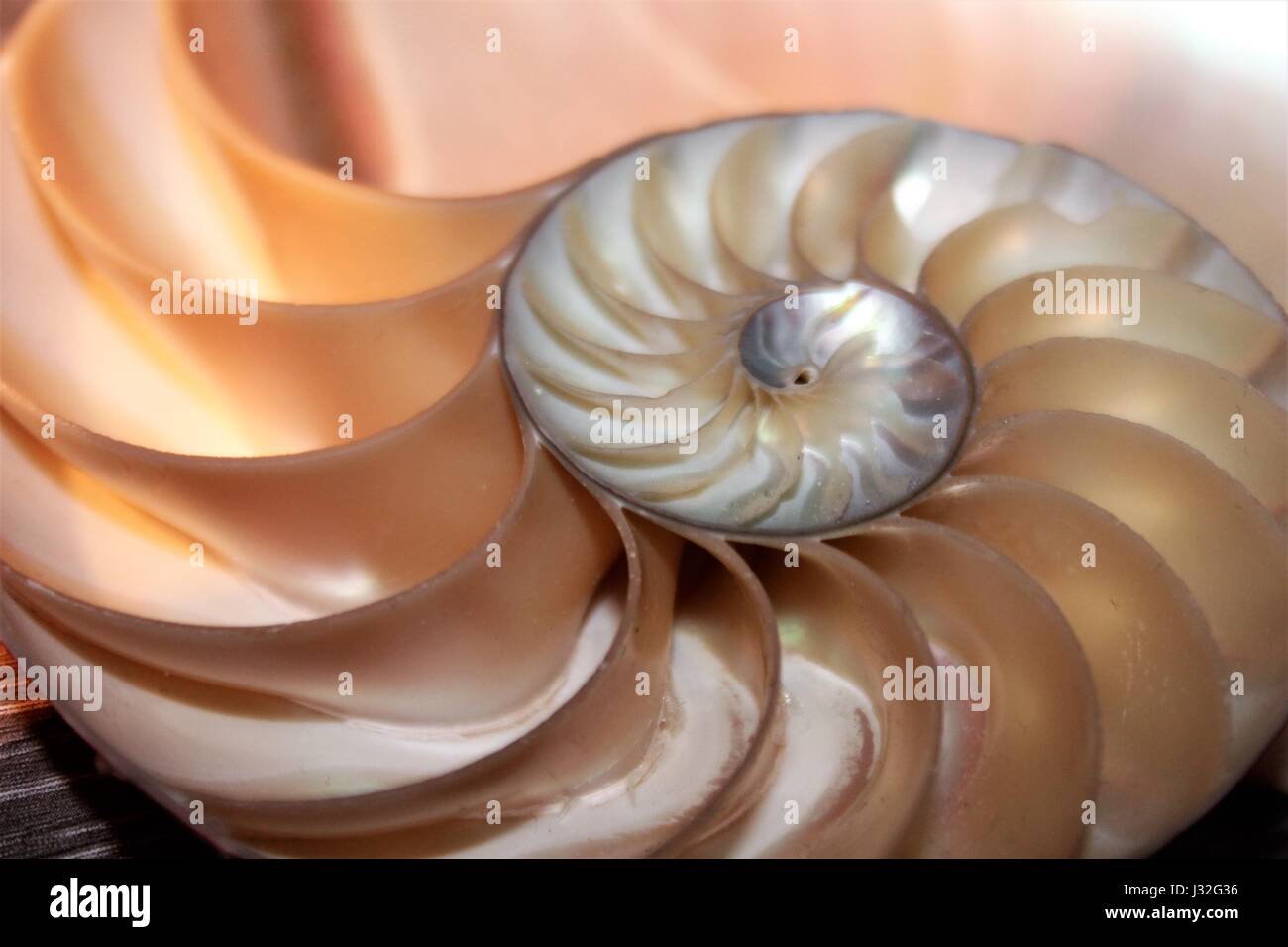 nautilus shell symmetry Fibonacci half cross section spiral golden ...