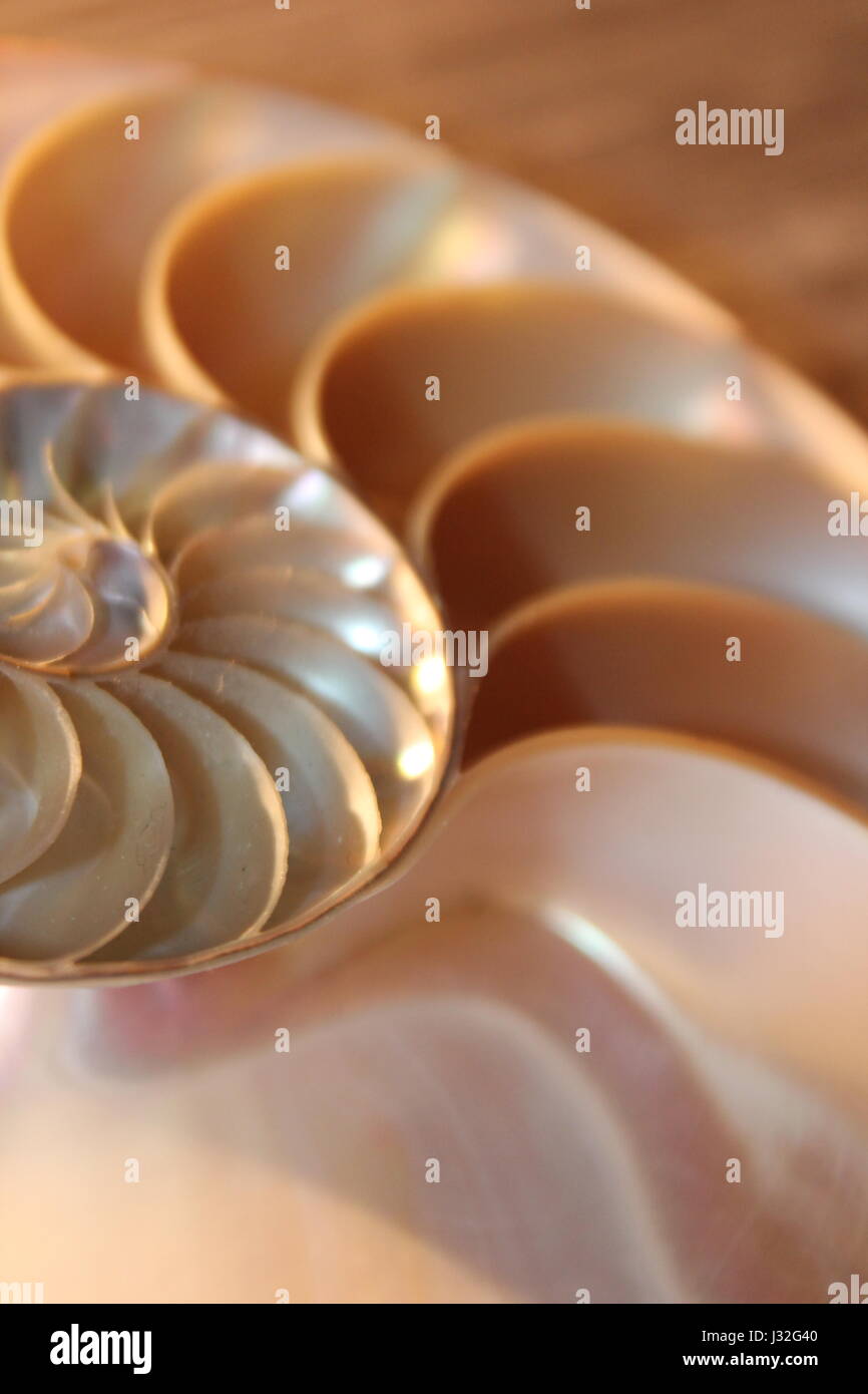 nautilus shell symmetry Fibonacci half cross section spiral golden ...
