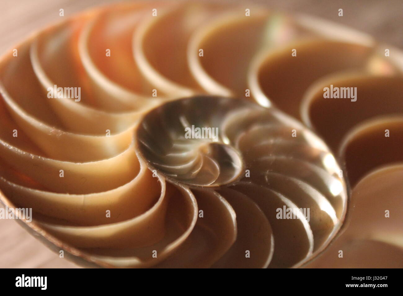 Cross snail shell section hi-res stock photography and images - Alamy