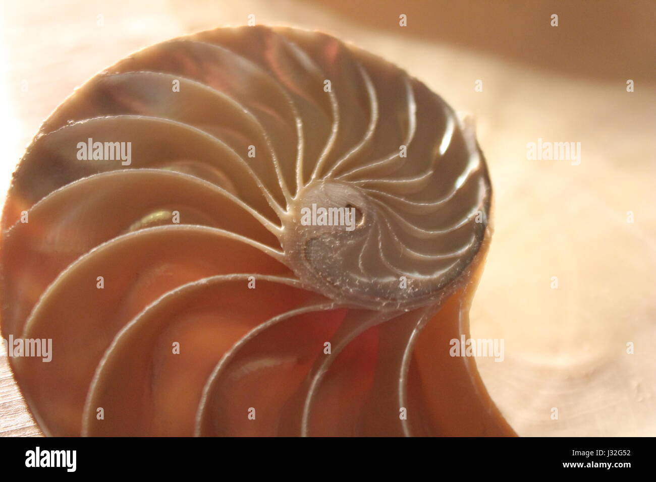 Back lit snail shell hi-res stock photography and images - Alamy