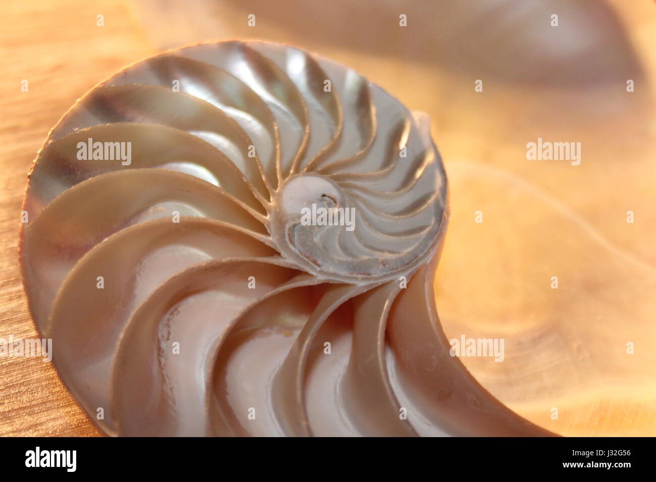 nautilus shell symmetry Fibonacci half cross section spiral golden ...