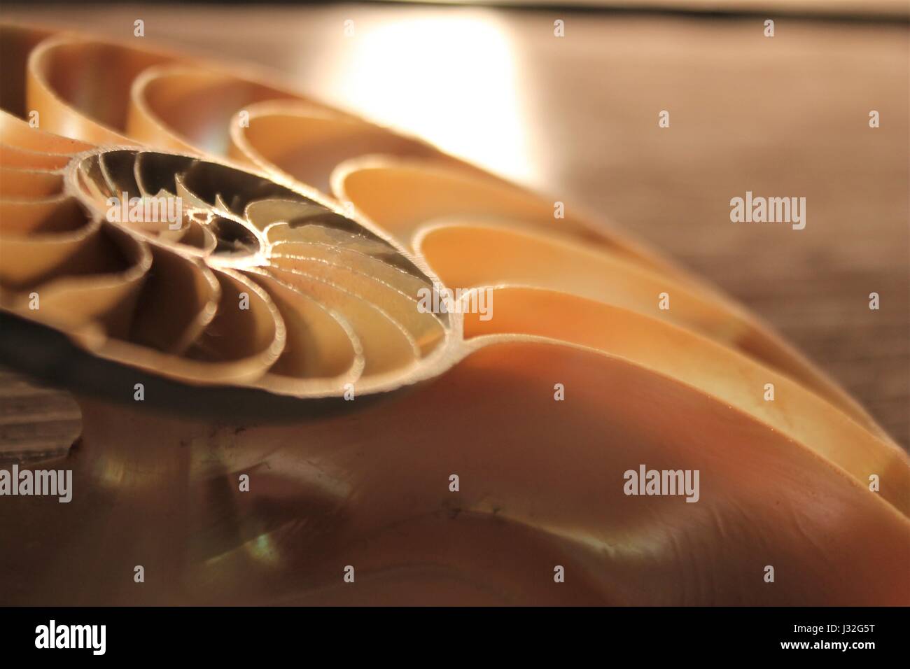 nautilus shell symmetry Fibonacci half cross section spiral golden ...