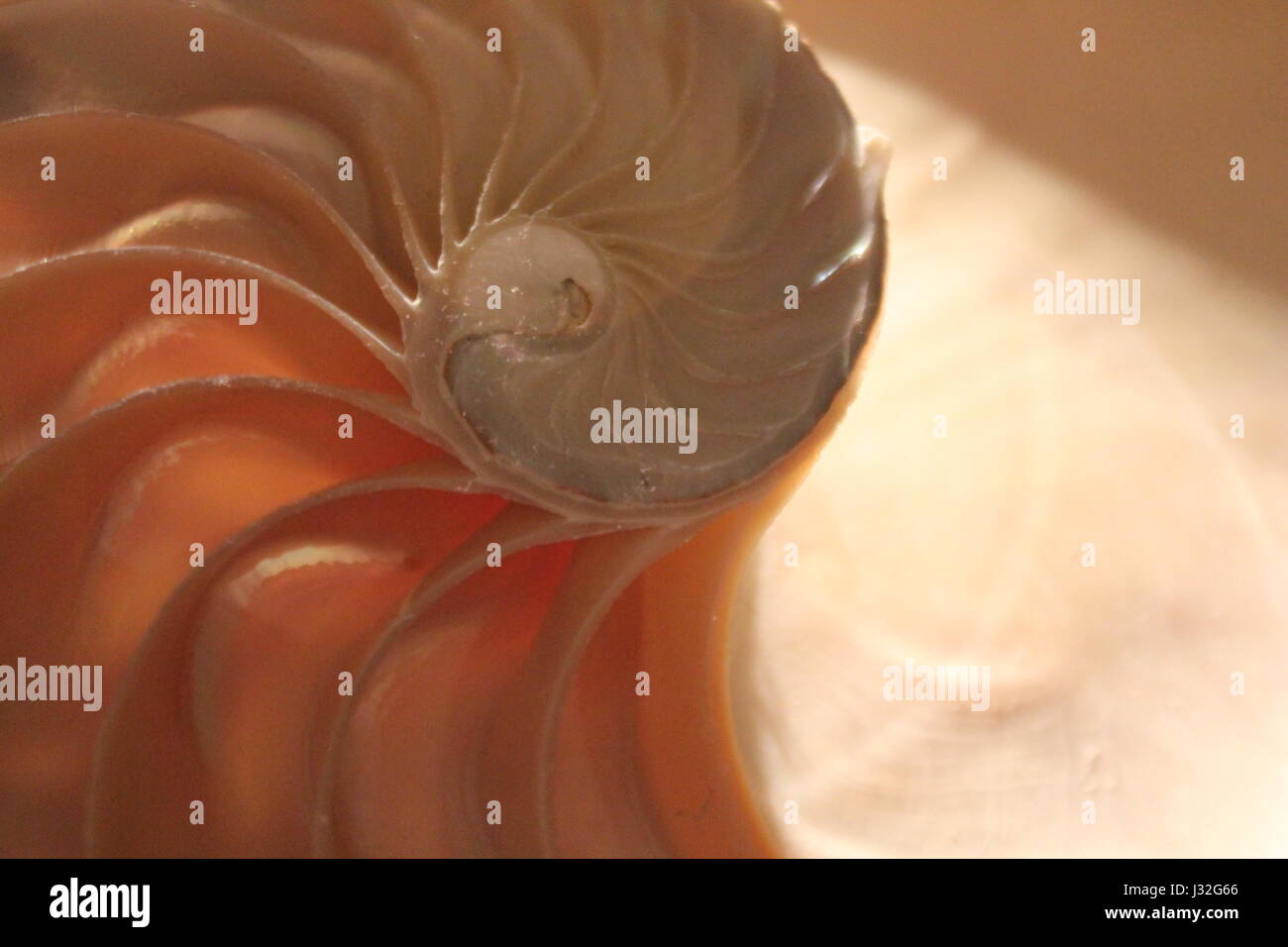 Cross snail shell section hi-res stock photography and images - Alamy