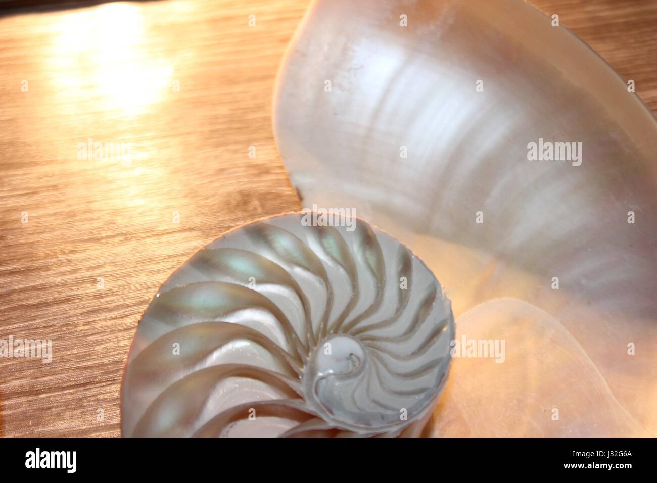 nautilus shell symmetry Fibonacci half cross section spiral golden ...