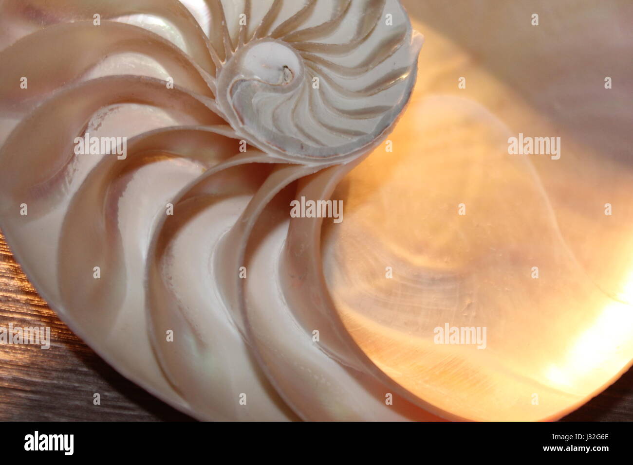 nautilus shell symmetry Fibonacci half cross section spiral golden ...