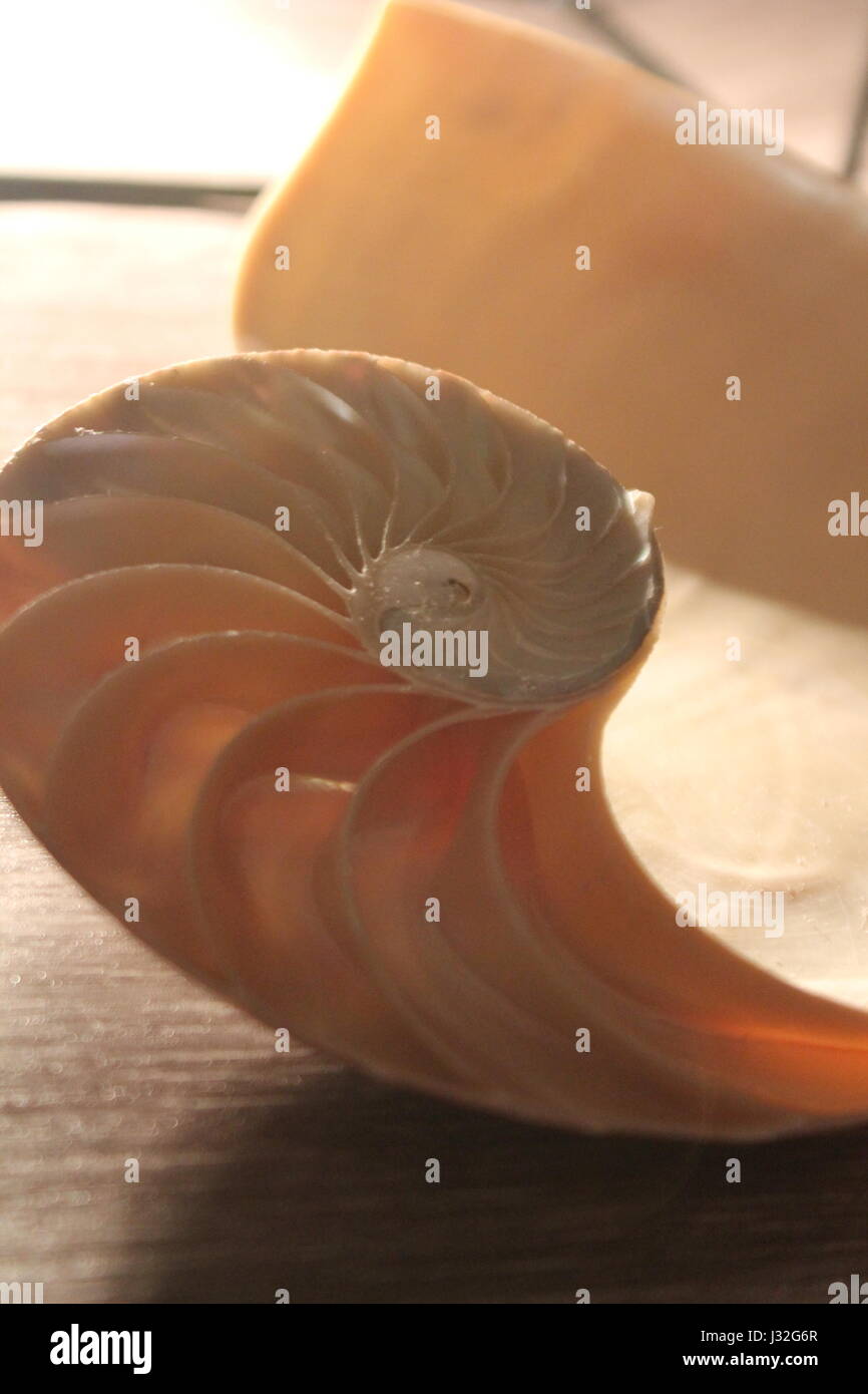 nautilus shell symmetry Fibonacci half cross section spiral golden ...