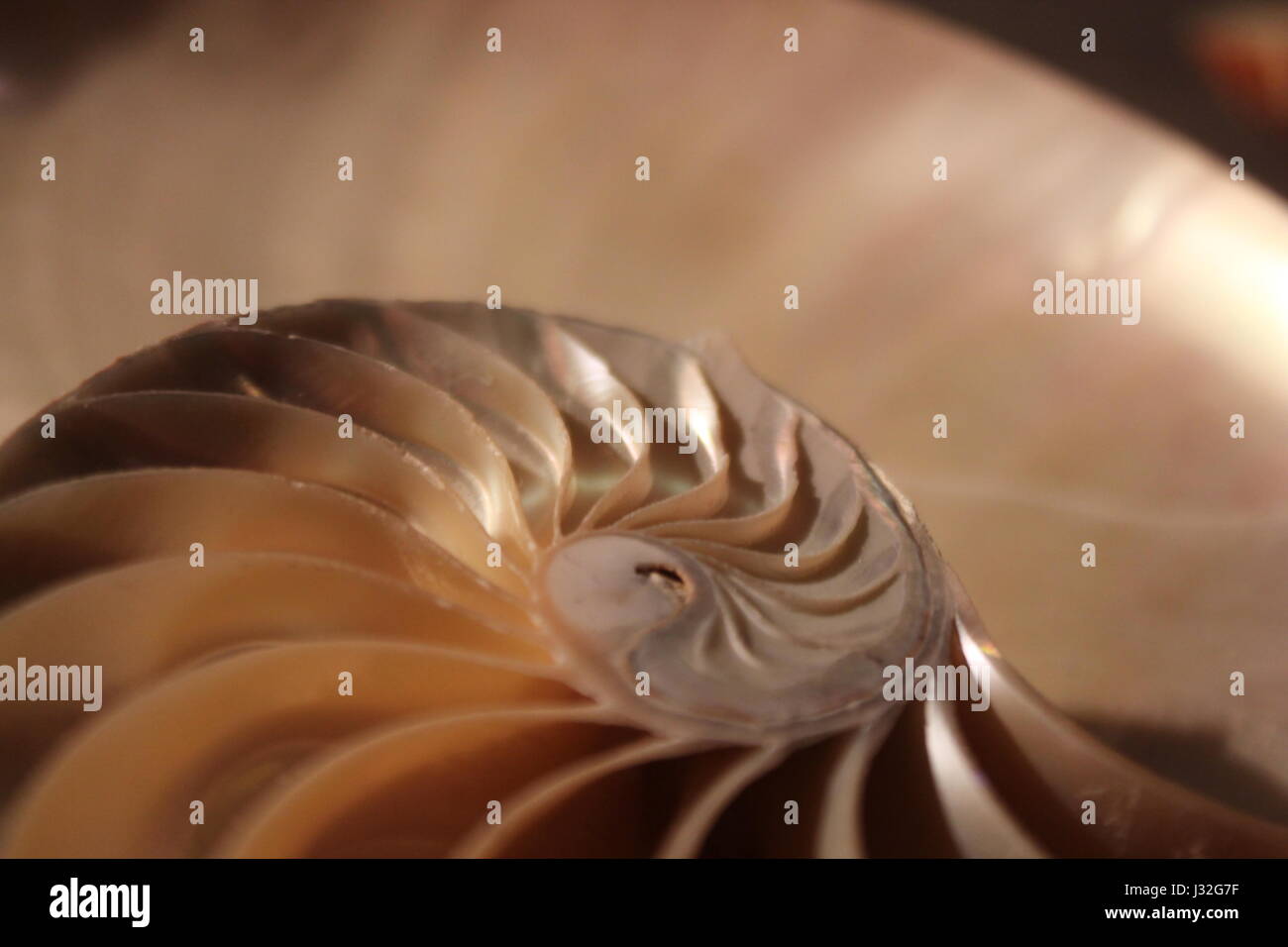 Snail shell cross section hi-res stock photography and images - Alamy