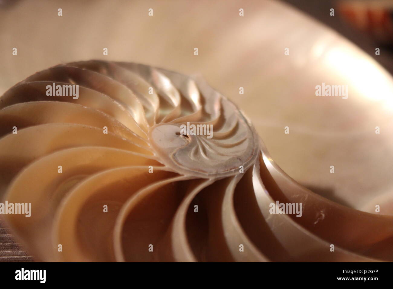 nautilus shell symmetry Fibonacci half cross section spiral golden ...