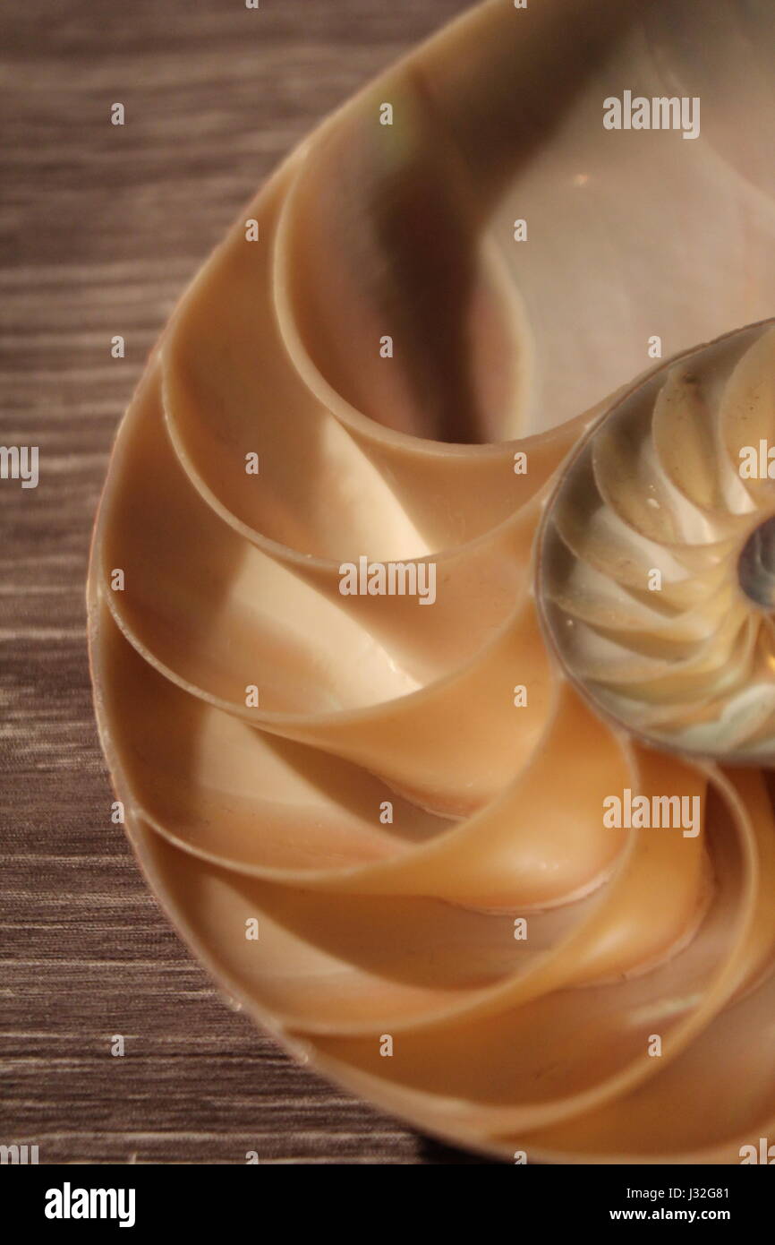 nautilus shell symmetry Fibonacci half cross section spiral golden ...