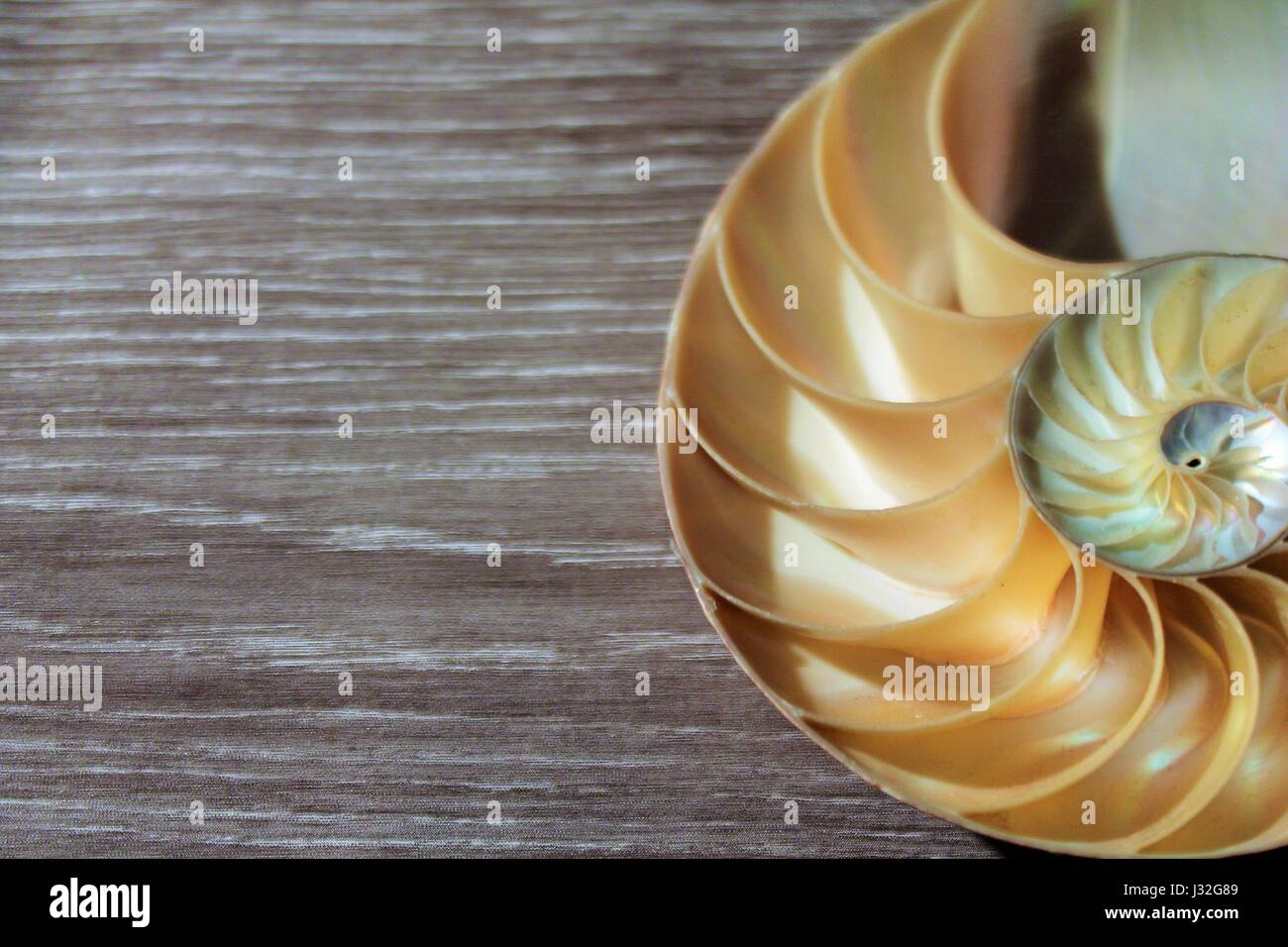 Cross snail shell section hi-res stock photography and images - Alamy