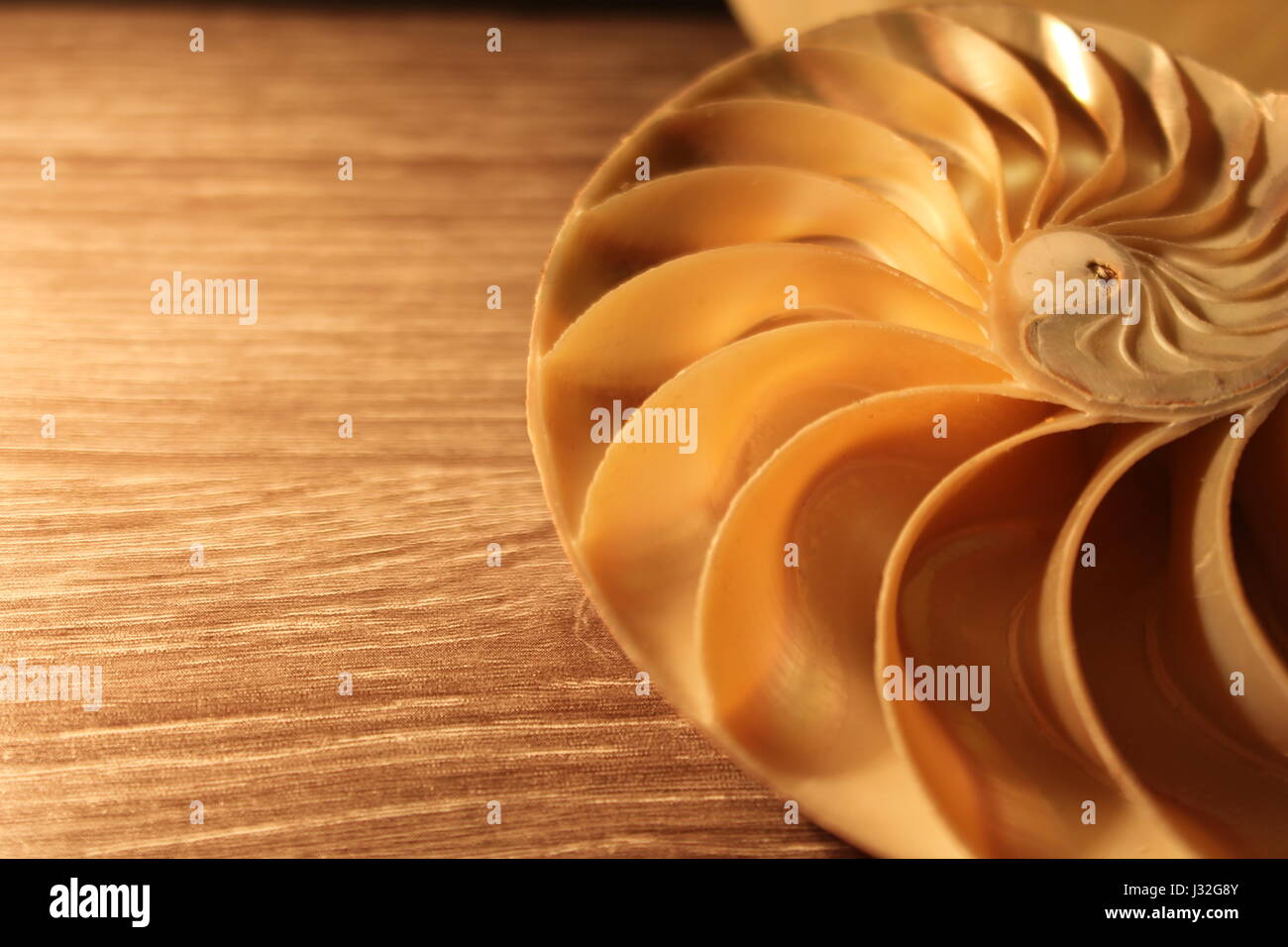 nautilus shell symmetry Fibonacci half cross section spiral golden ...