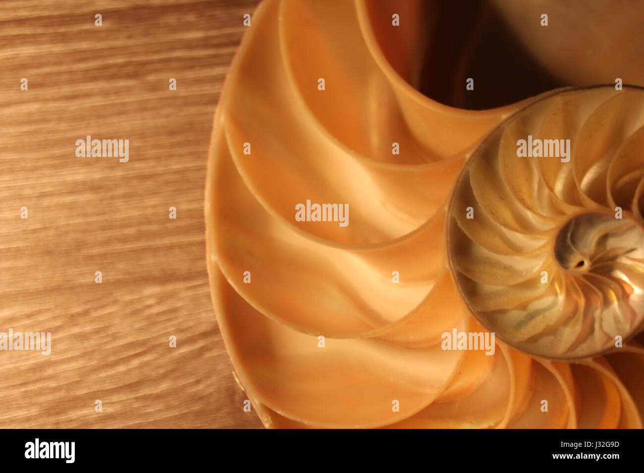 nautilus shell symmetry Fibonacci half cross section spiral golden ...