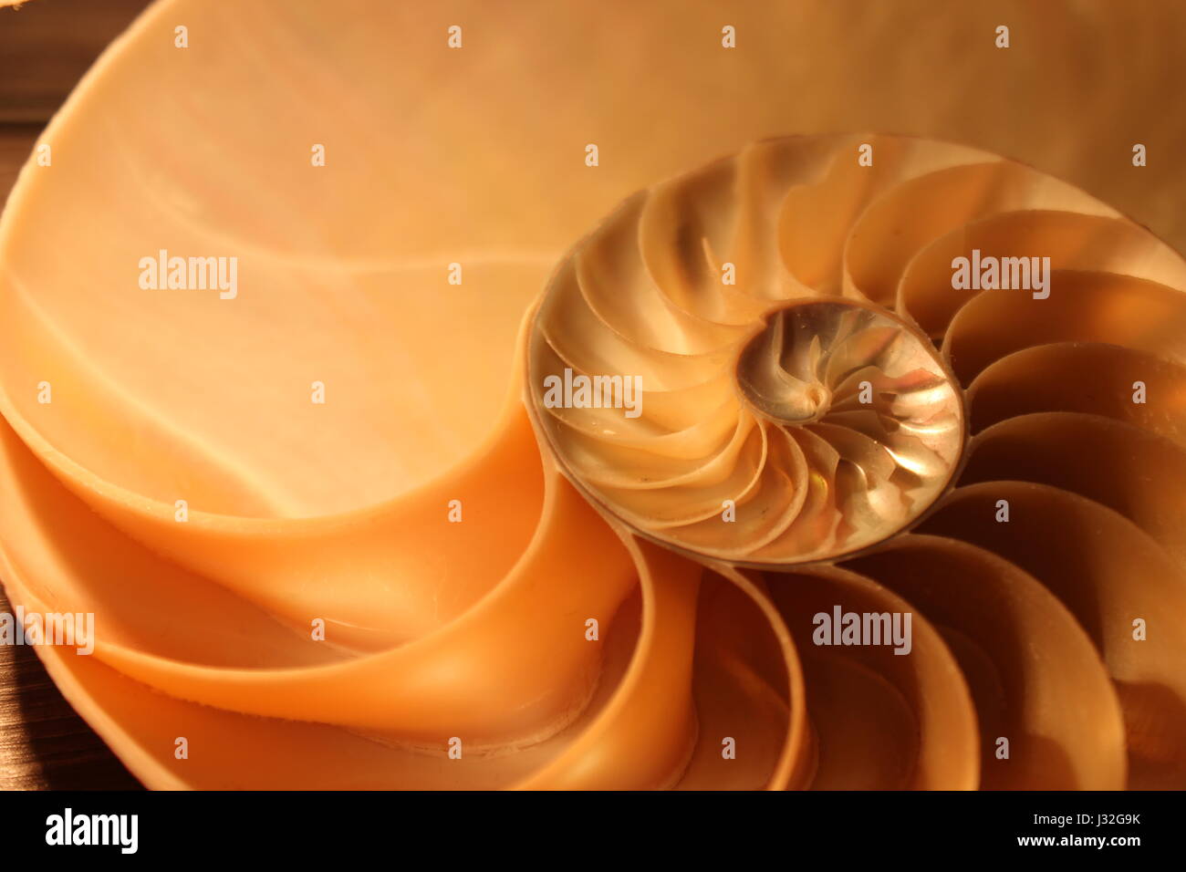 nautilus shell symmetry Fibonacci half cross section spiral golden ...