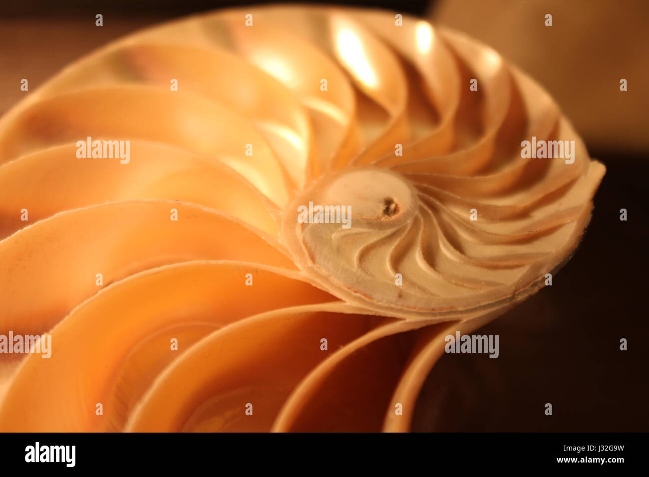 nautilus shell symmetry Fibonacci half cross section spiral golden ...