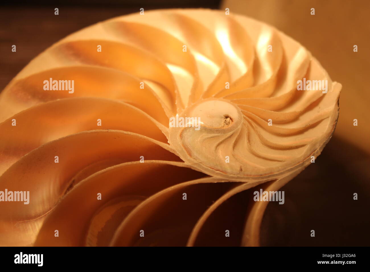 Cross snail shell section hi-res stock photography and images - Alamy