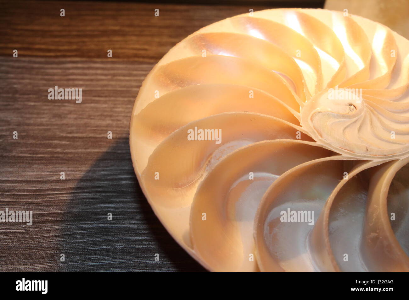 Cross snail shell section hi-res stock photography and images - Alamy