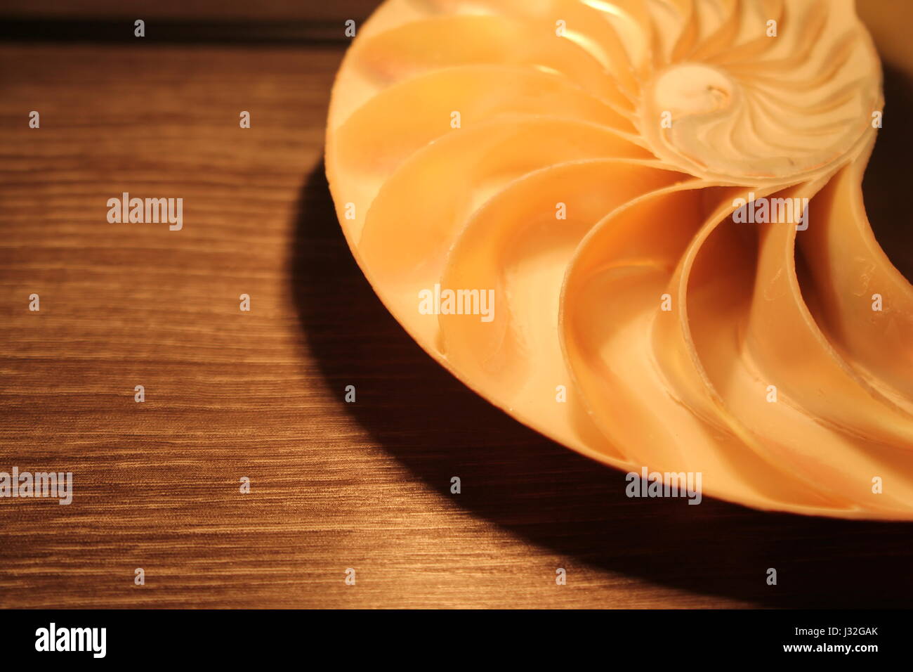 Back lit snail shell hi-res stock photography and images - Alamy