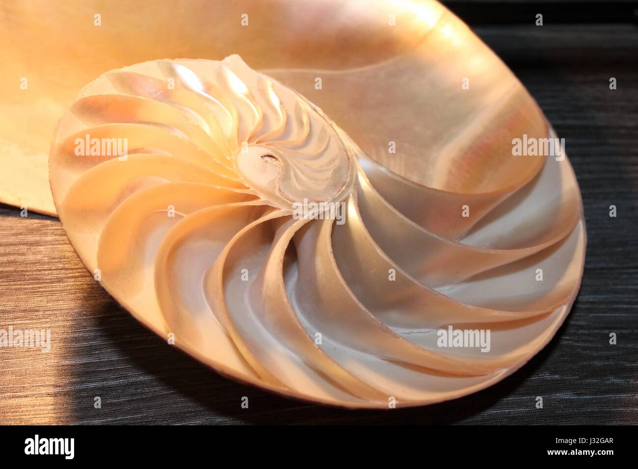 shell nautilus Fibonacci section spiral pearl symmetry half cross ...