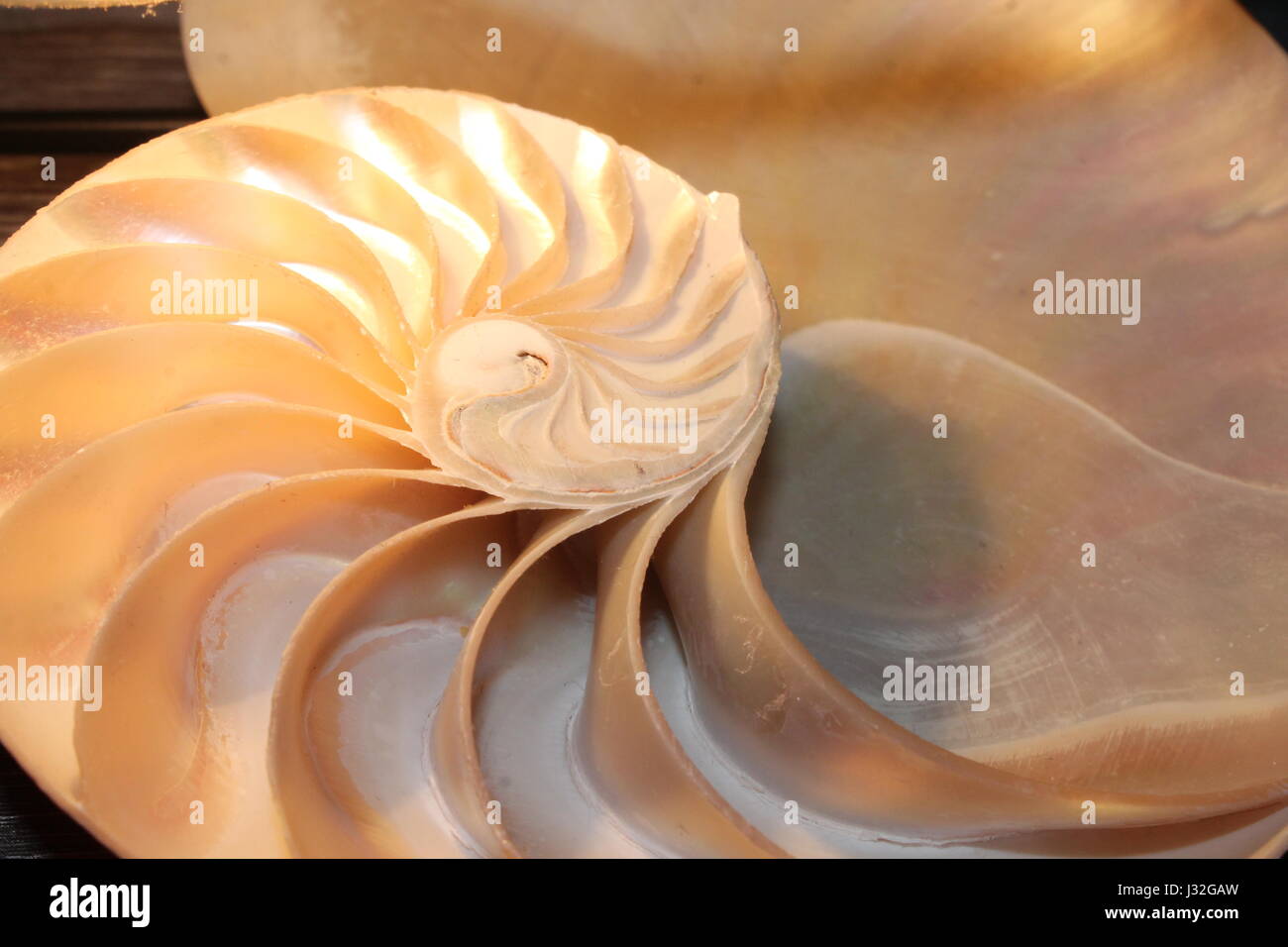 Cross snail shell section hi-res stock photography and images - Alamy