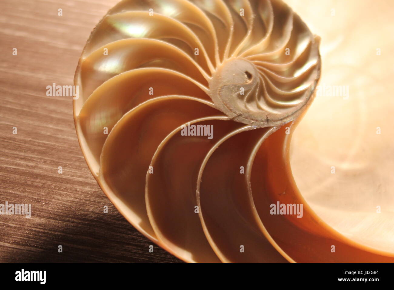 Cross snail shell section hi-res stock photography and images - Alamy