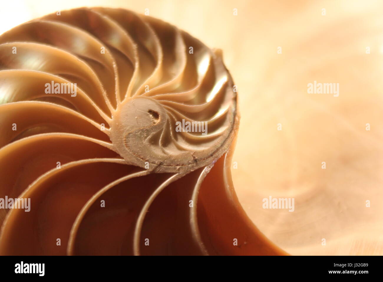 nautilus shell symmetry Fibonacci half cross section spiral golden ...