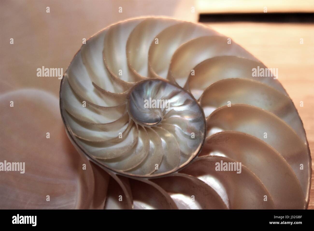 nautilus shell symmetry Fibonacci half cross section spiral golden ...