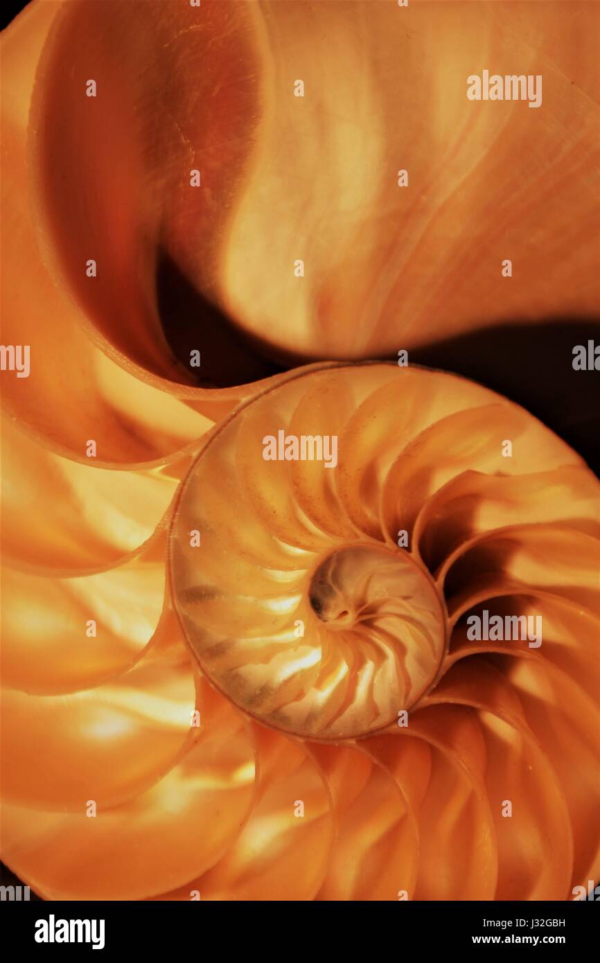 Cross snail shell section hi-res stock photography and images - Alamy