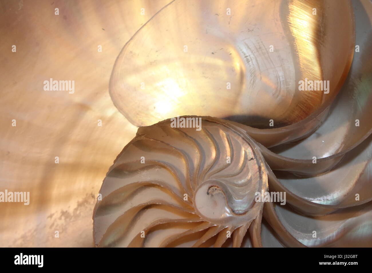 Cross Snail Shell Section High Resolution Stock Photography and Images ...