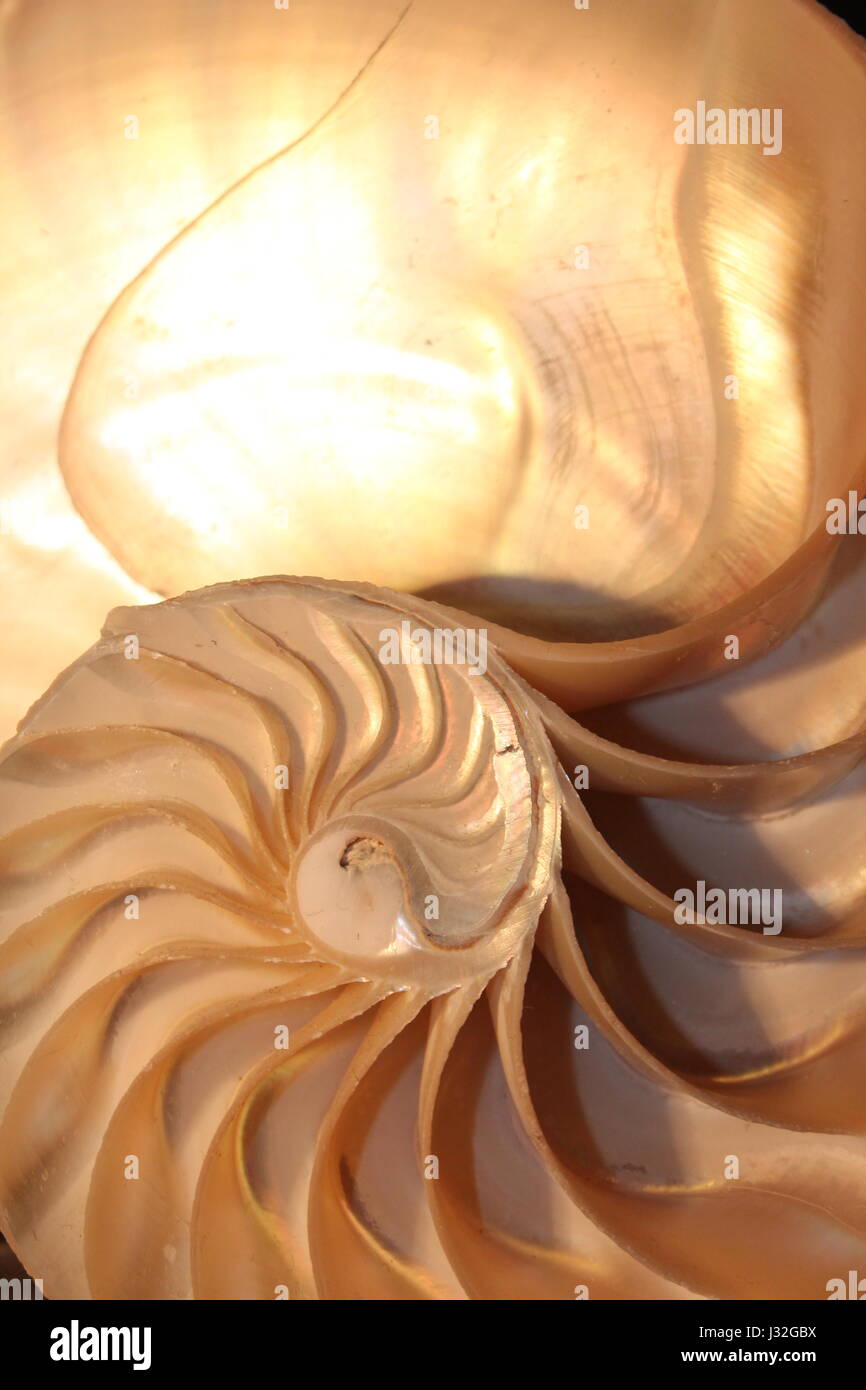 nautilus shell symmetry Fibonacci half cross section spiral golden ratio structure growth close ...