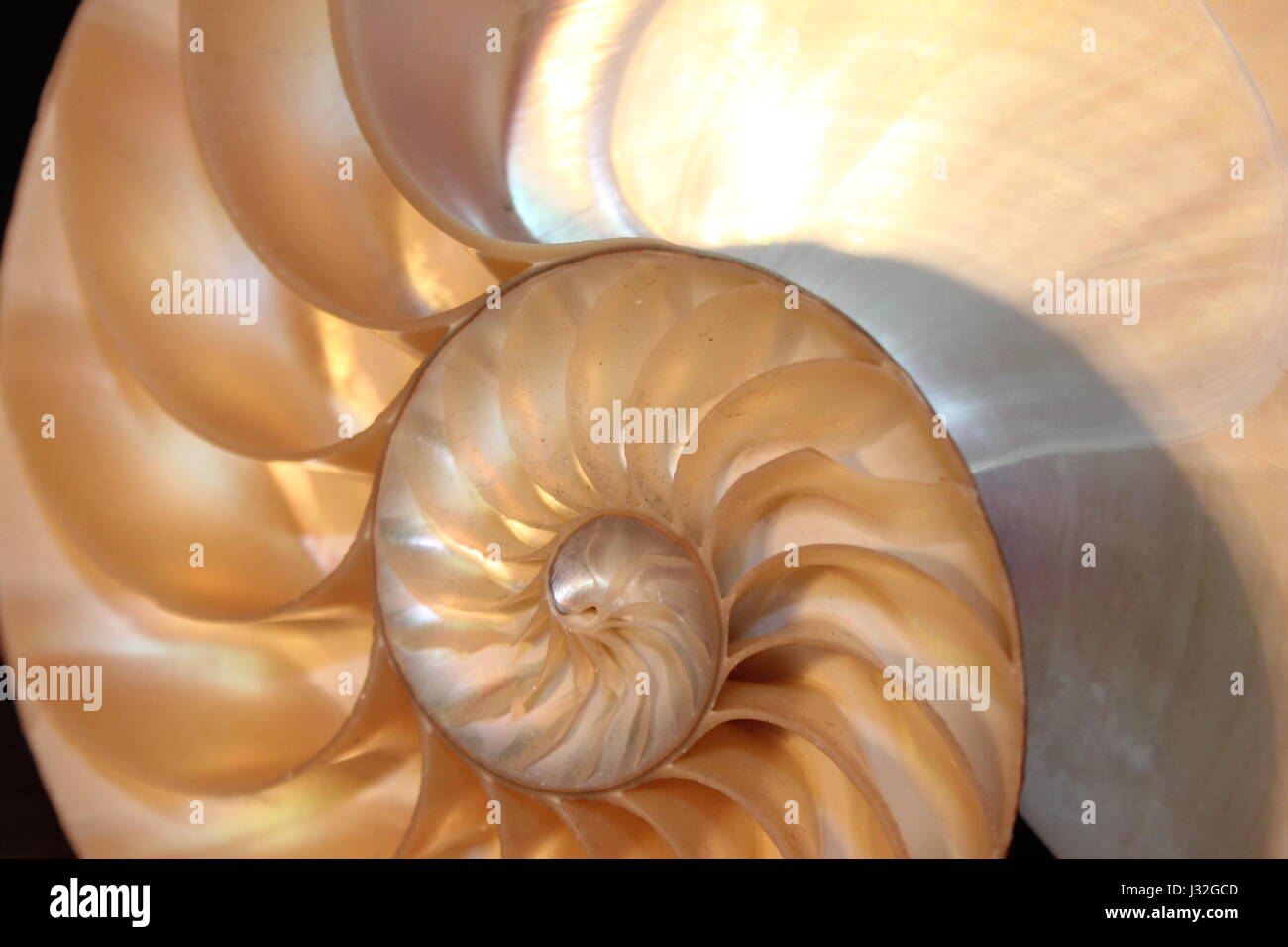 nautilus shell symmetry Fibonacci half cross section spiral golden ...