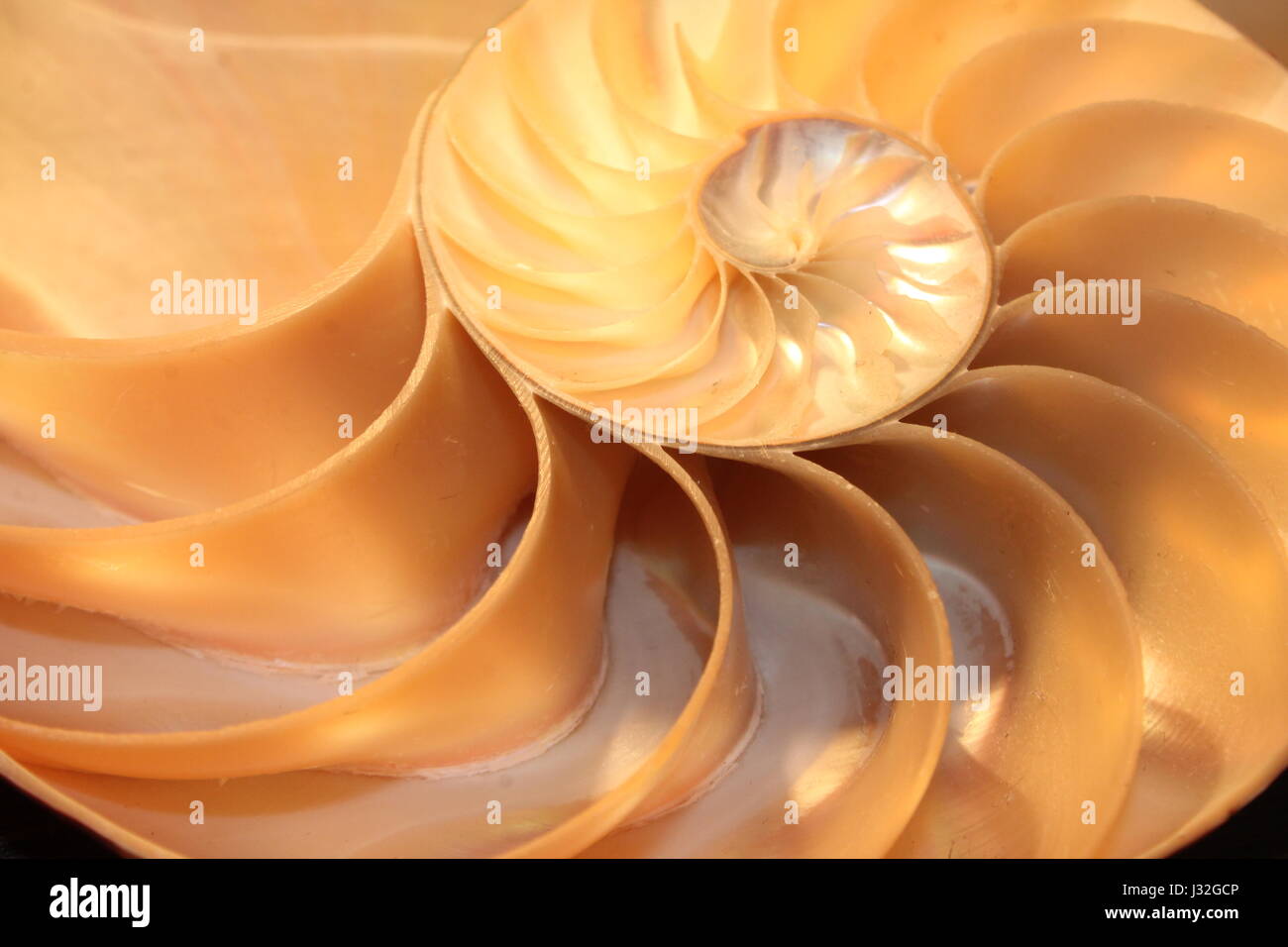 nautilus shell symmetry Fibonacci half cross section spiral golden ...