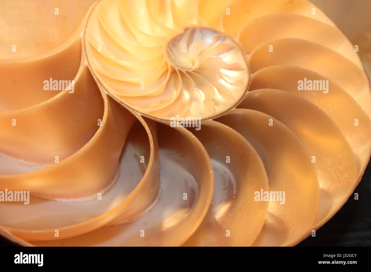 Cross snail shell section hi-res stock photography and images - Alamy