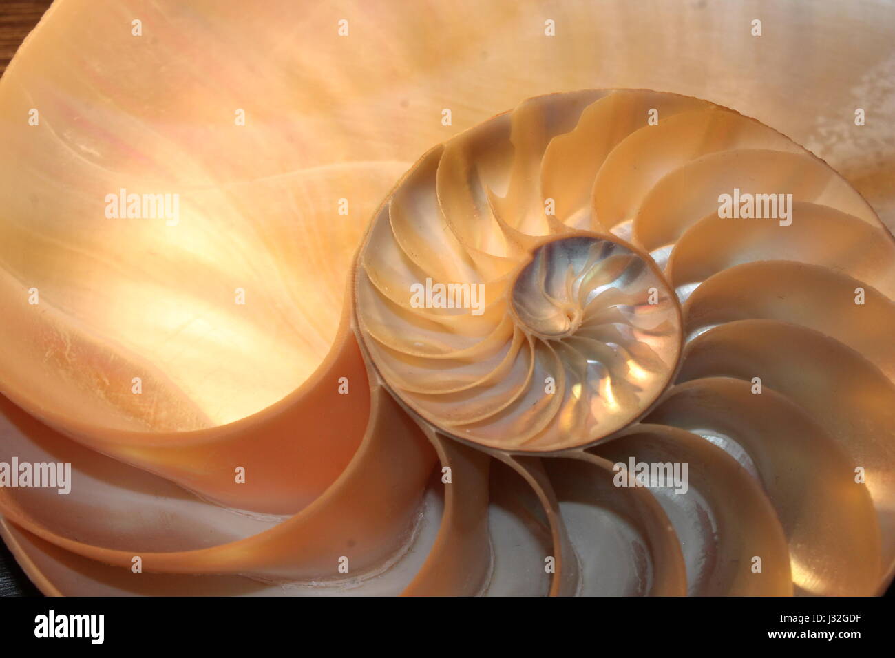 Nautilus Shell Golden Ratio