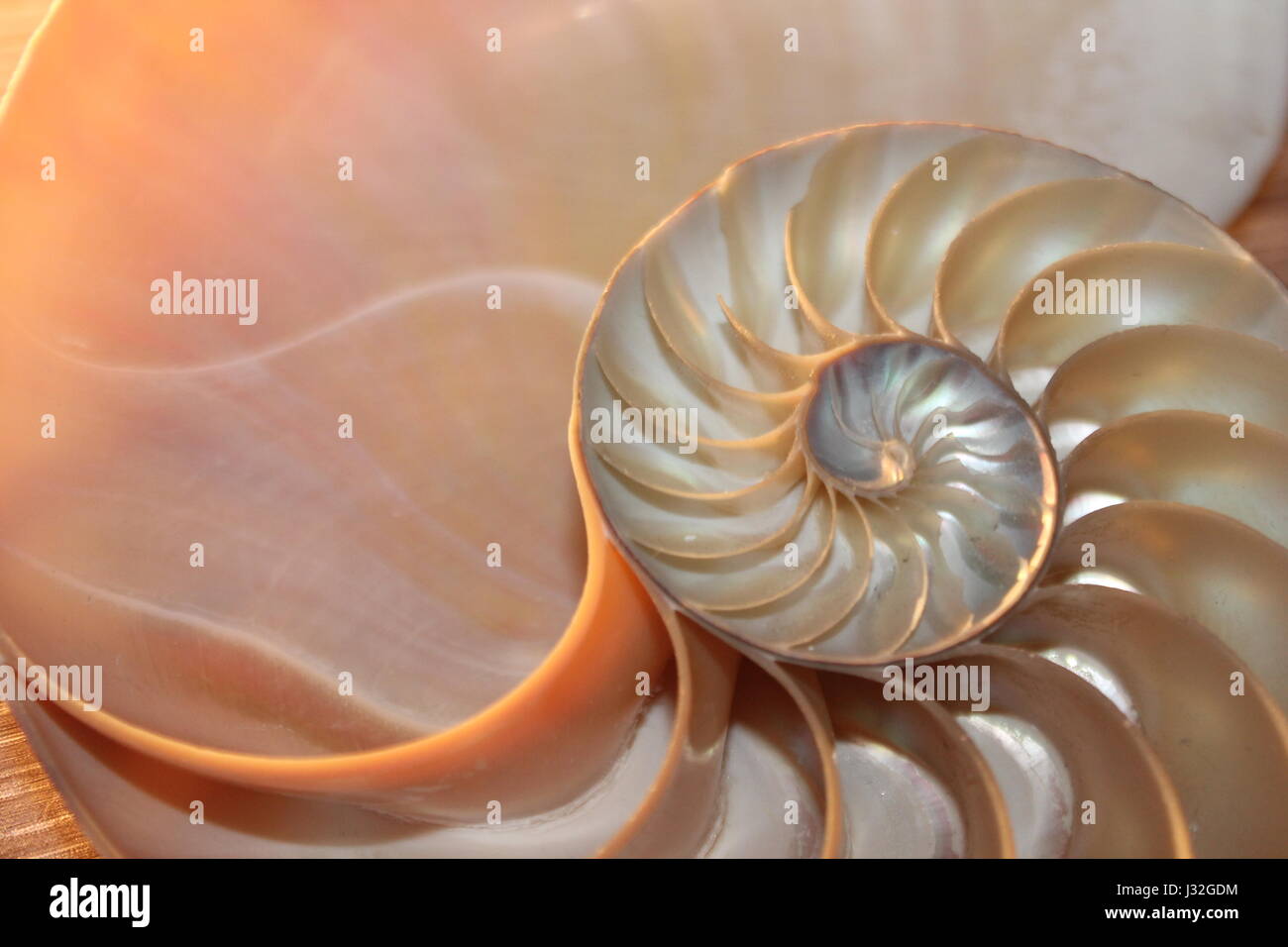 shell nautilus Fibonacci section spiral pearl symmetry half cross ...