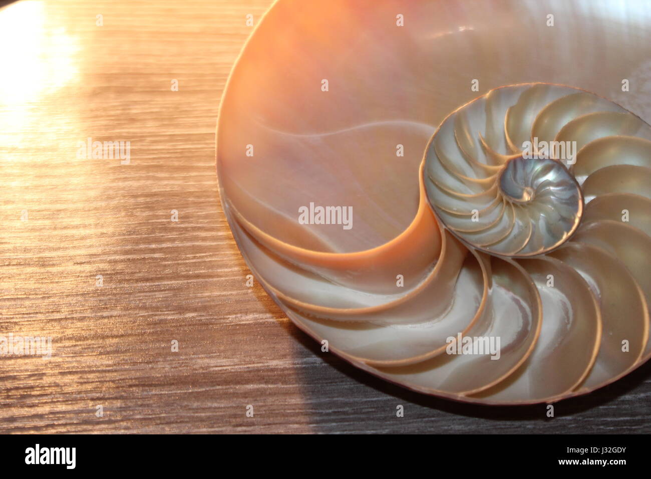 Cross snail shell section hi-res stock photography and images - Alamy